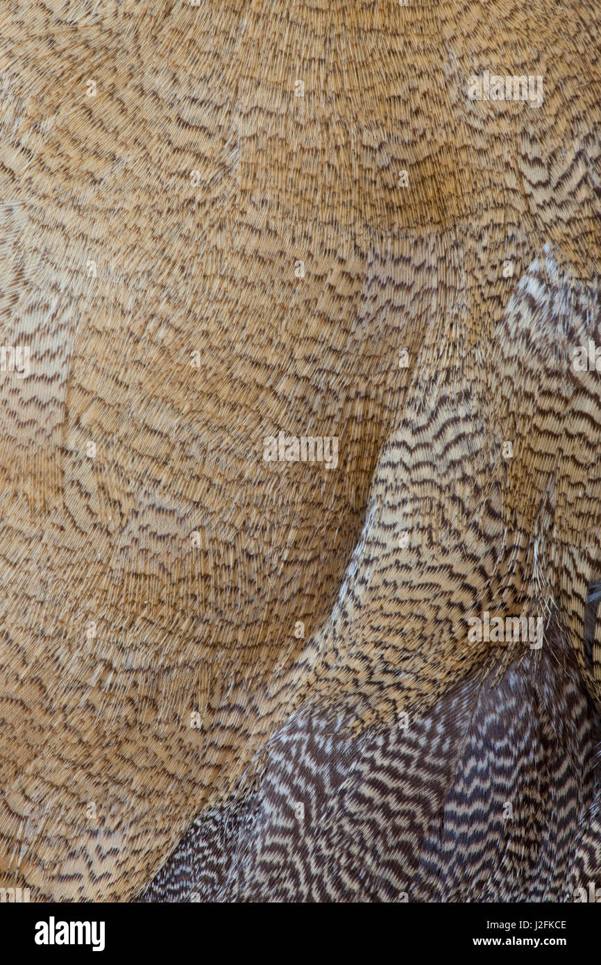 Goose feather hi-res stock photography and images - Alamy