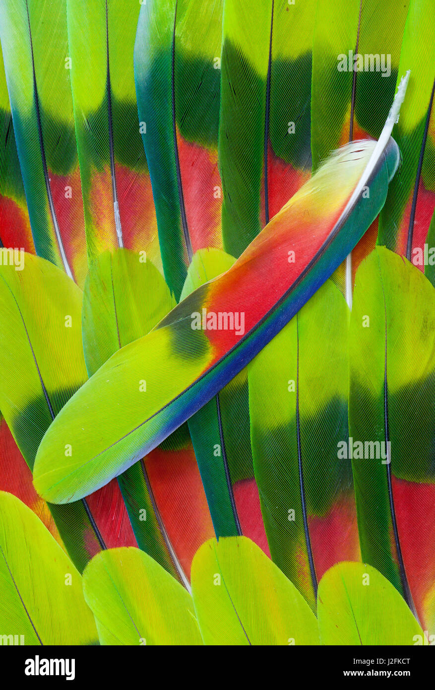 Amazon Parrot tail feather design Stock Photo - Alamy