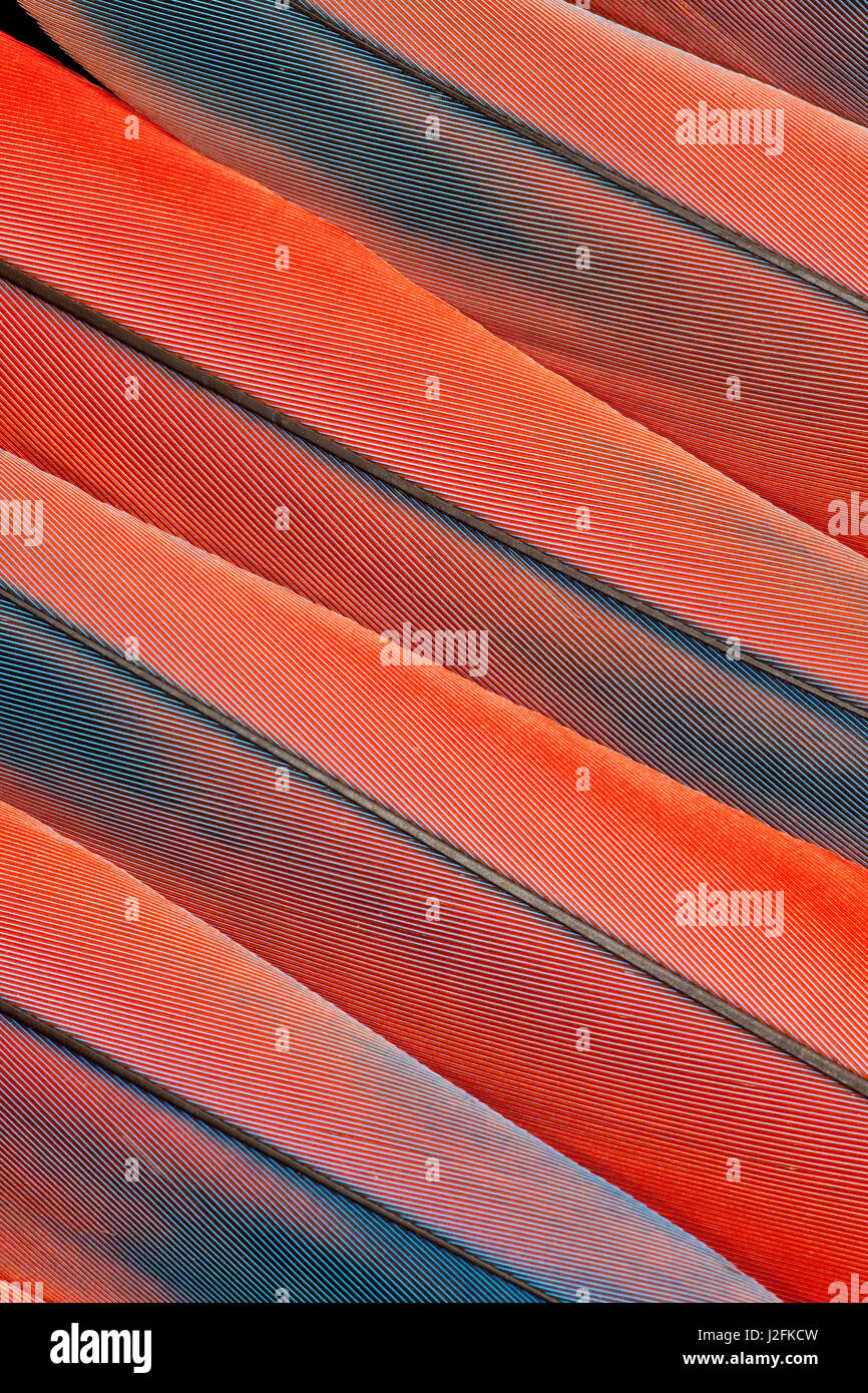 Tail Feather Pattern Scarlet Macaw Stock Photo - Alamy