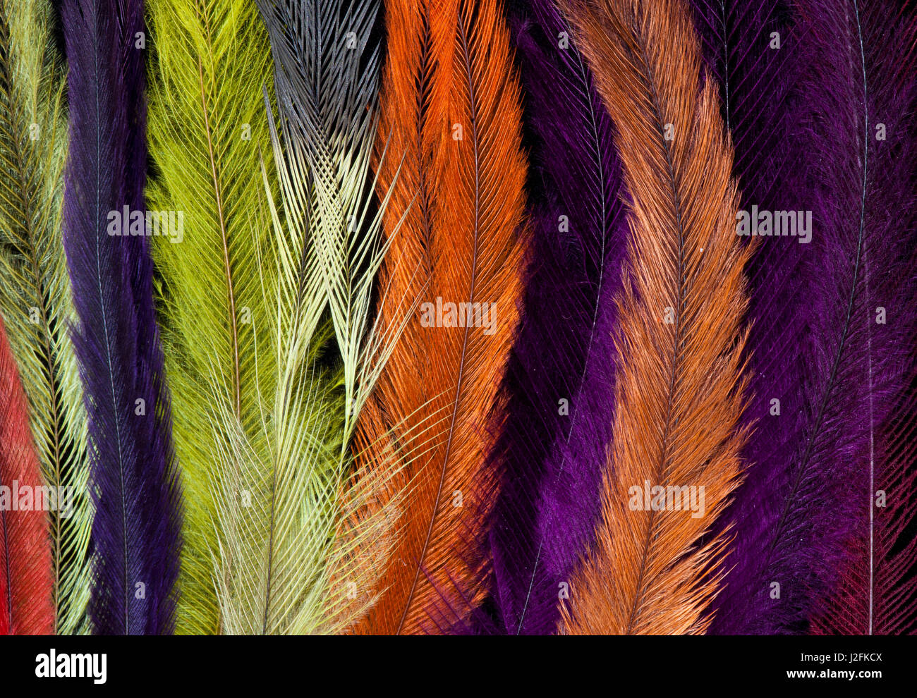 Colored Rhea Feathers Stock Photo - Alamy