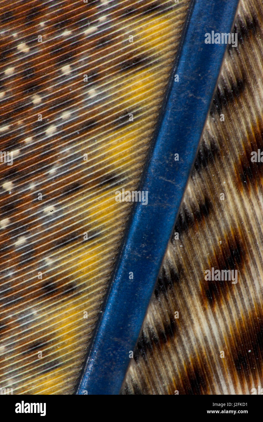 Argus Pheasant wing feather design with patterns and spots Stock Photo ...