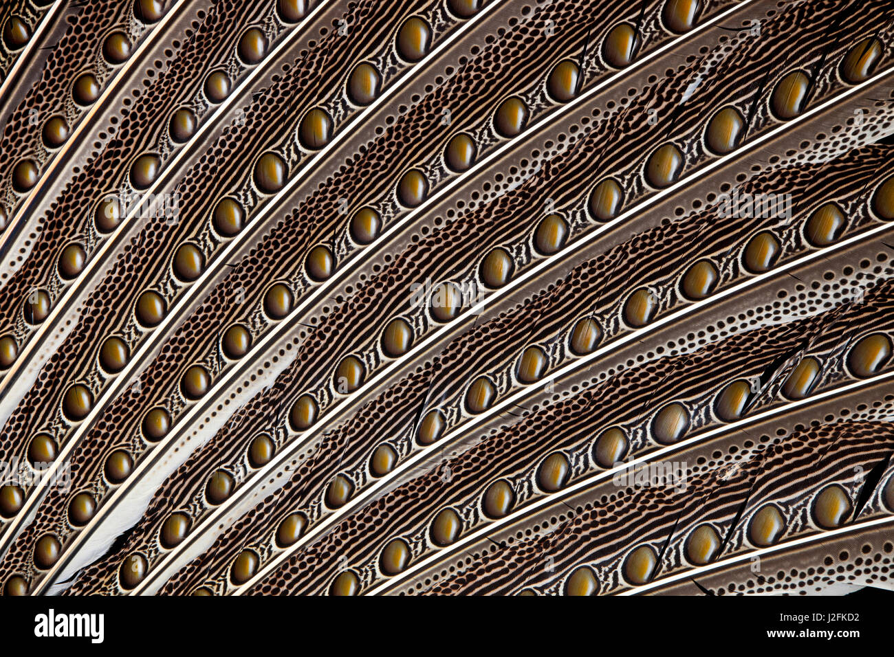 Argus Pheasant wing feather design with patterns and spots Stock Photo ...