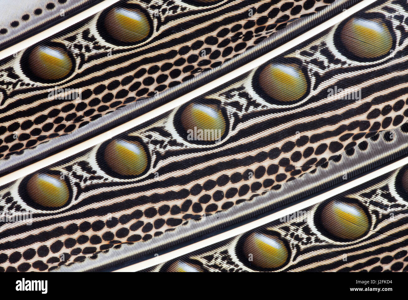 Argus Pheasant wing feather design with patterns and spots Stock Photo ...