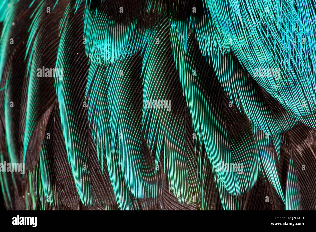Feather pattern hi-res stock photography and images - Alamy