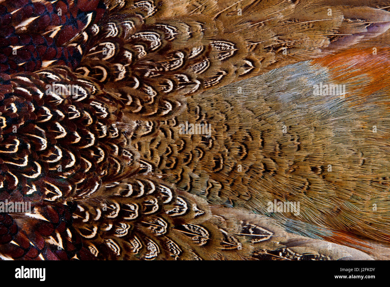 Variations on feather colors of the Ring-necked Pheasant Stock Photo ...
