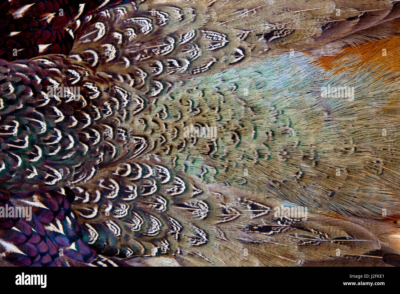 Variations on feather colors of the Ring-necked Pheasant Stock Photo ...