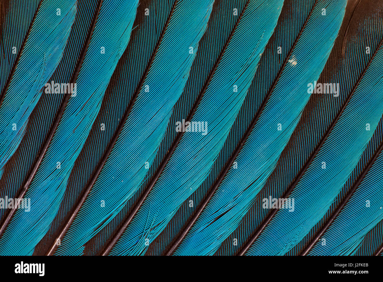 Blue-bellied Roller Wing detail Stock Photo - Alamy