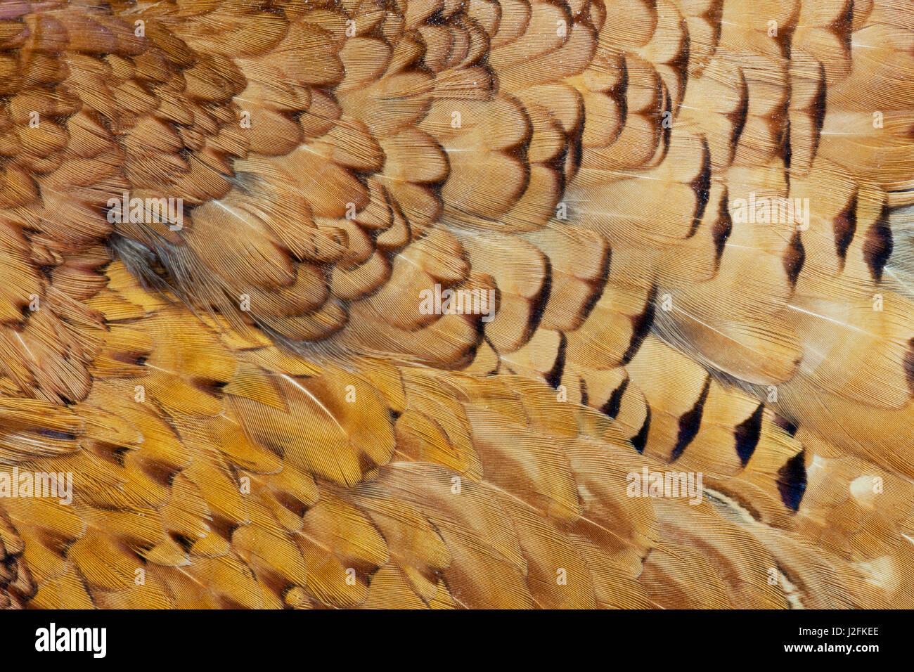 Variations on feather colors of the Ring-necked Pheasant Stock Photo ...