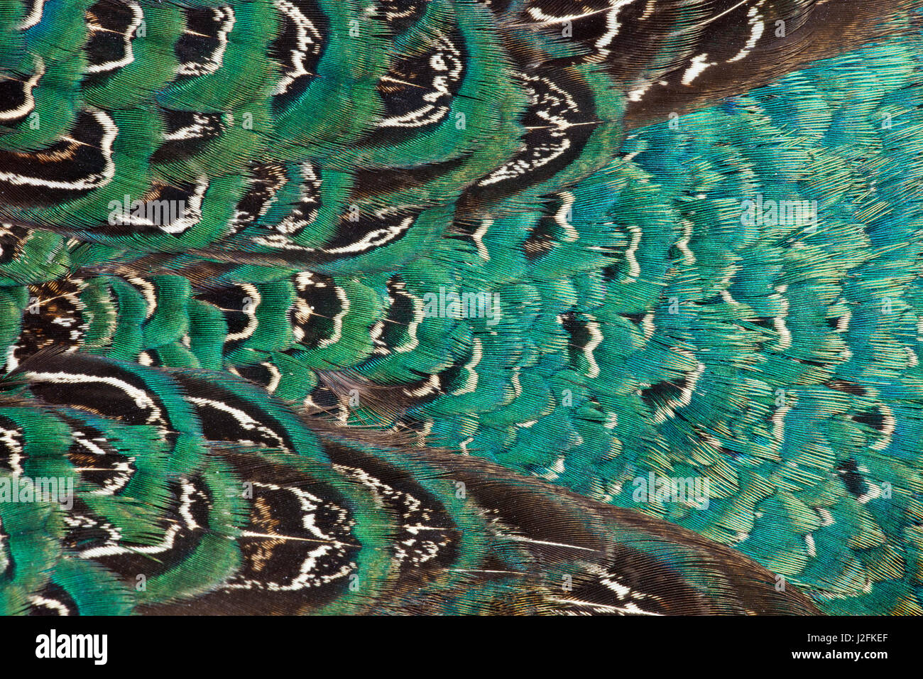 Variations on feather colors of the Ring-necked Pheasant Stock Photo ...