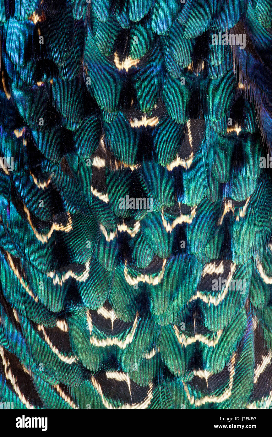 Variations on feather colors of the Ring-necked Pheasant Stock Photo ...