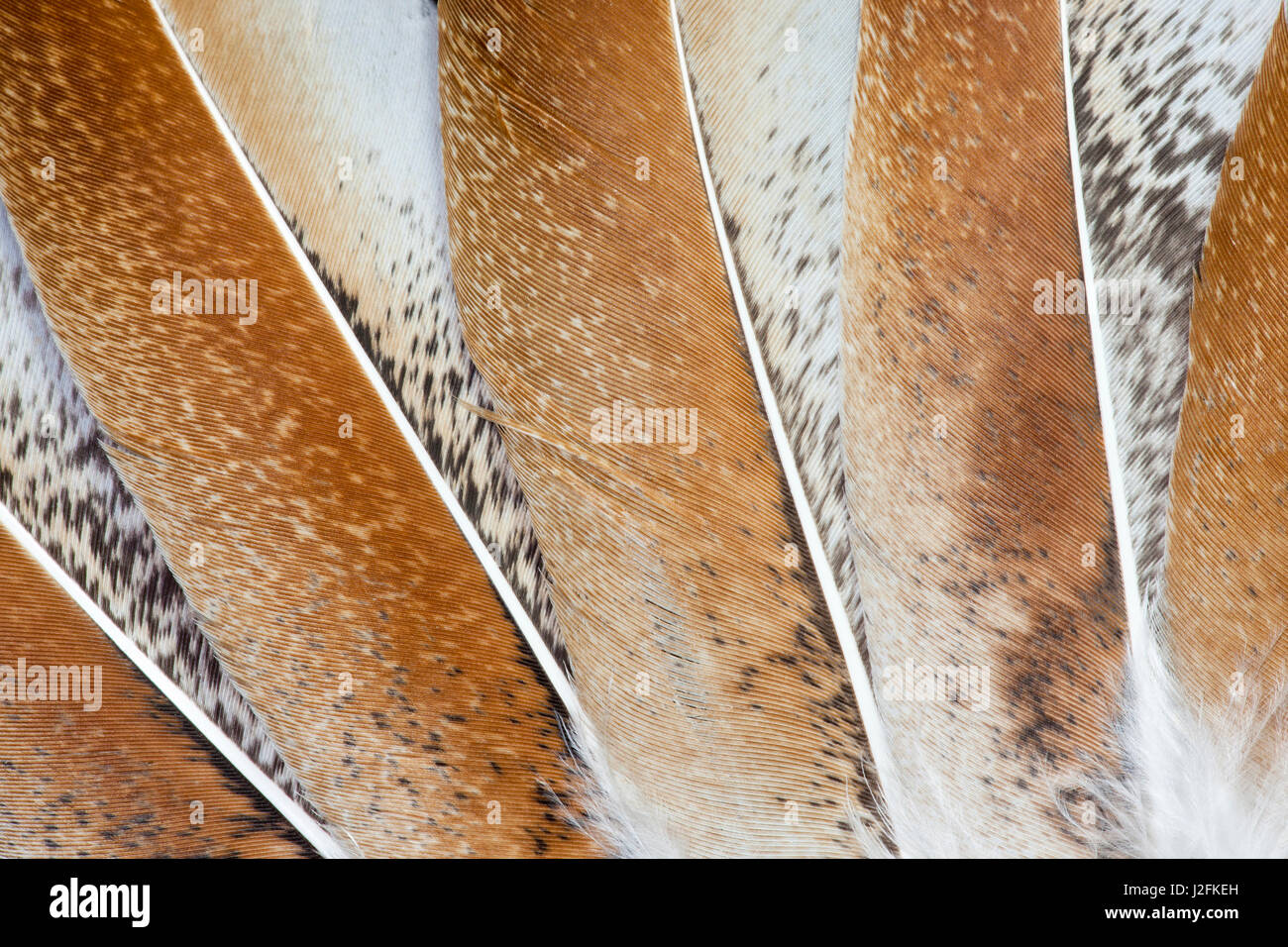 Turkey wing feathers fanned out Stock Photo - Alamy