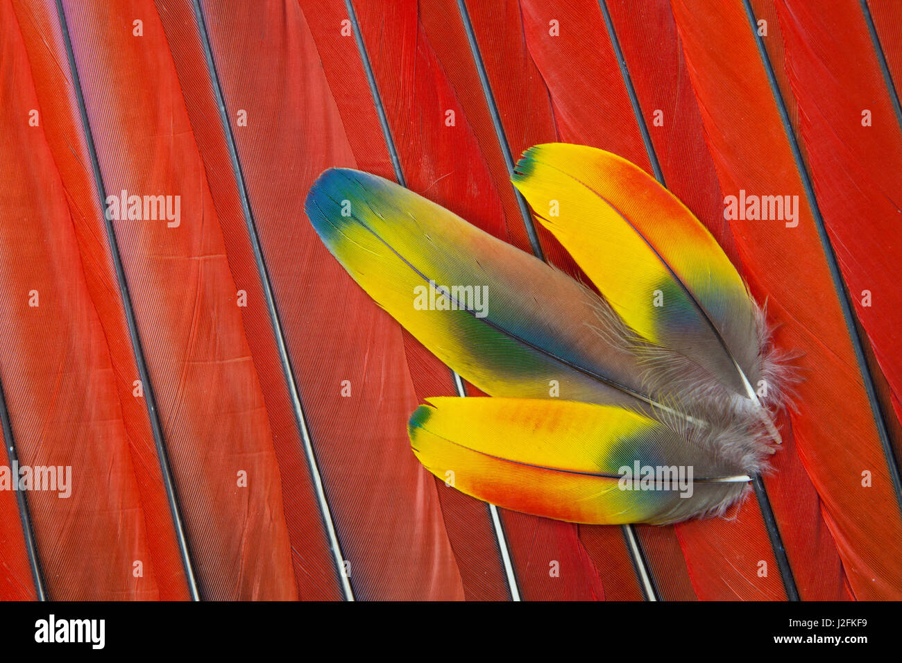 Tail covert feather hi-res stock photography and images - Alamy