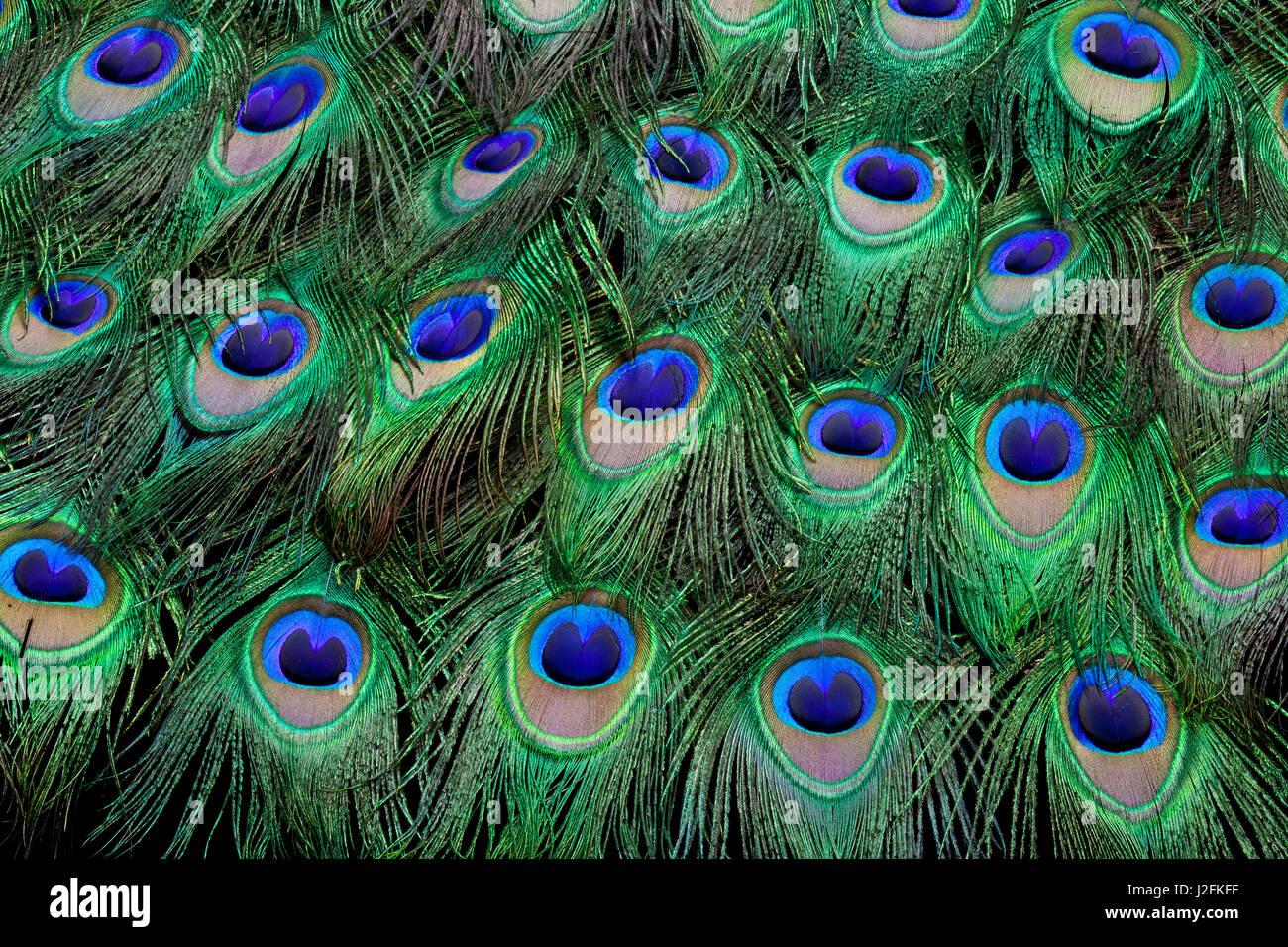 Eye-spots on Male Peacock tail feathers fanned out in colorful designed ...