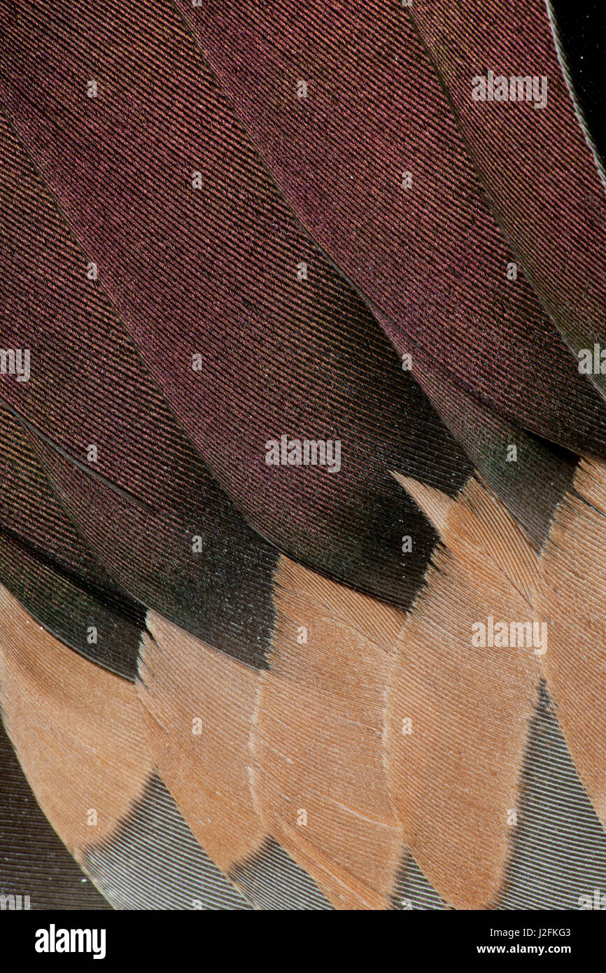 Northern Pintail Drake Wings fanned out Stock Photo - Alamy