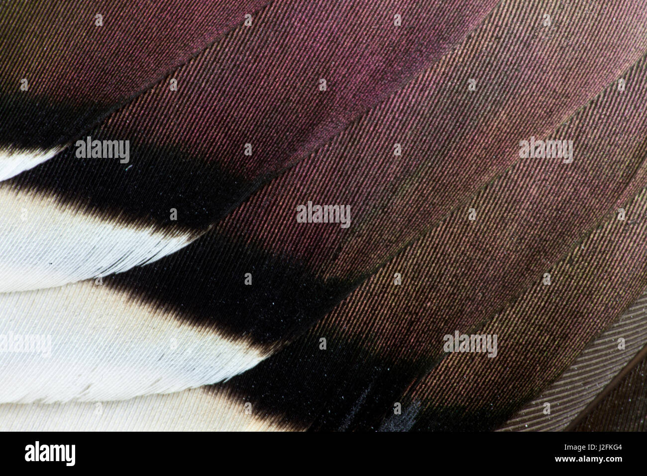 Northern Pintail Drake Wings fanned out Stock Photo - Alamy