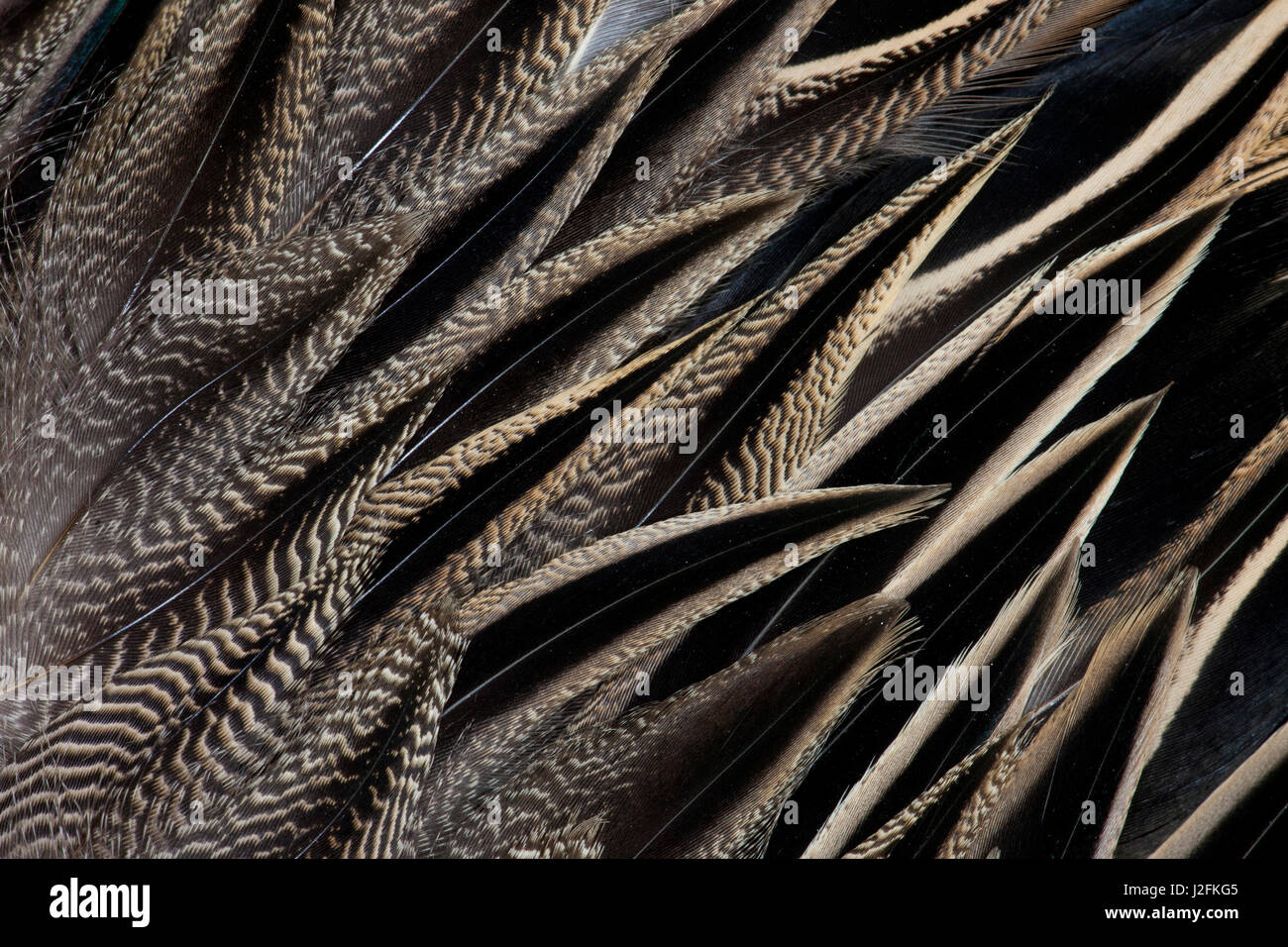 Back feathers of the Northern Pintail Duck Stock Photo - Alamy
