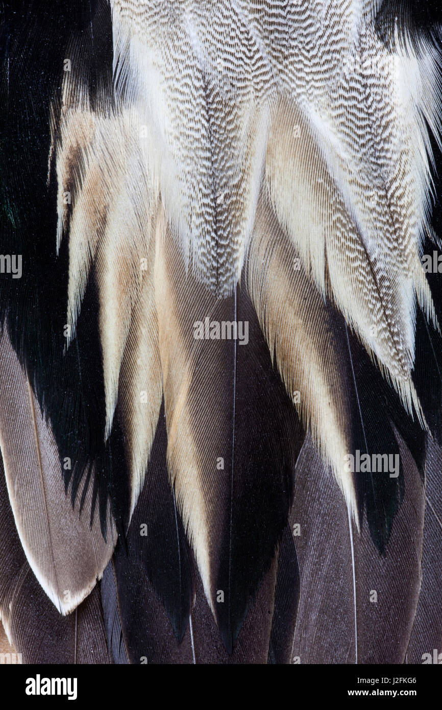 Back feathers of the Northern Pintail Duck Stock Photo - Alamy