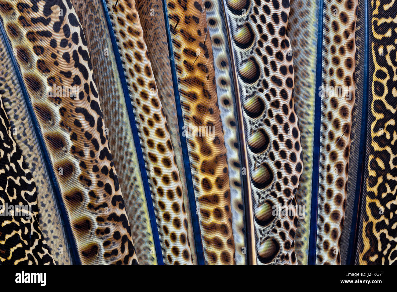 Argus Pheasant wing feathers Fanned out Stock Photo - Alamy