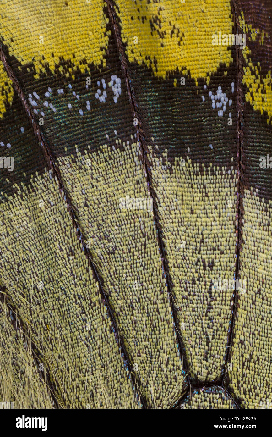 Close-up detail wing pattern of tropical butterfly Stock Photo - Alamy