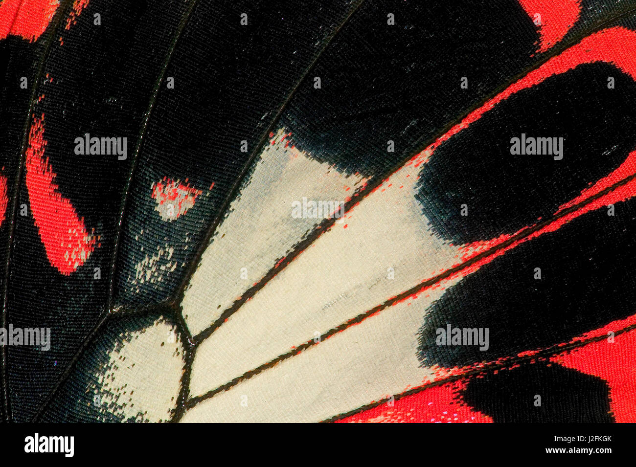 Close-up detail wing pattern of tropical butterfly Stock Photo - Alamy