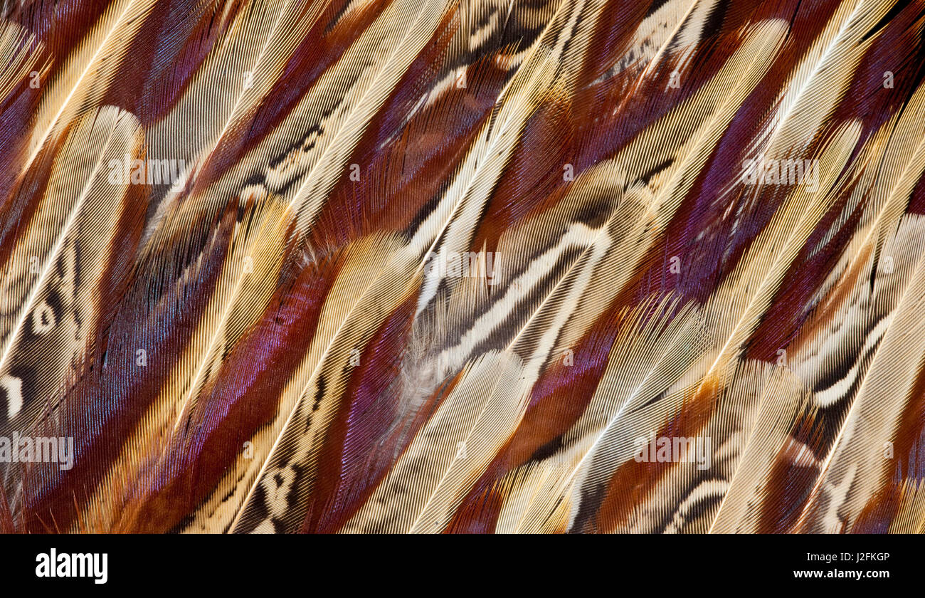 Ring-necked Pheasant feather design Stock Photo - Alamy