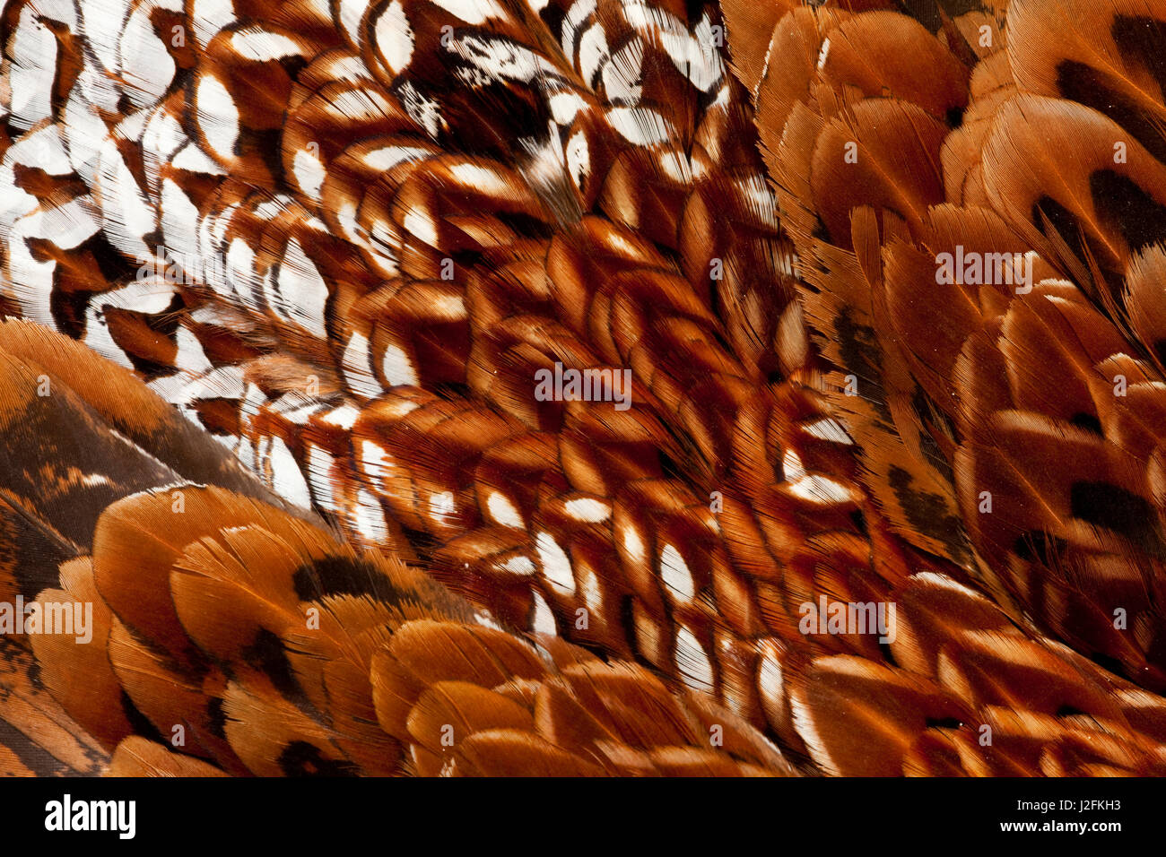 Cooper Pheasant feather pattern Stock Photo - Alamy