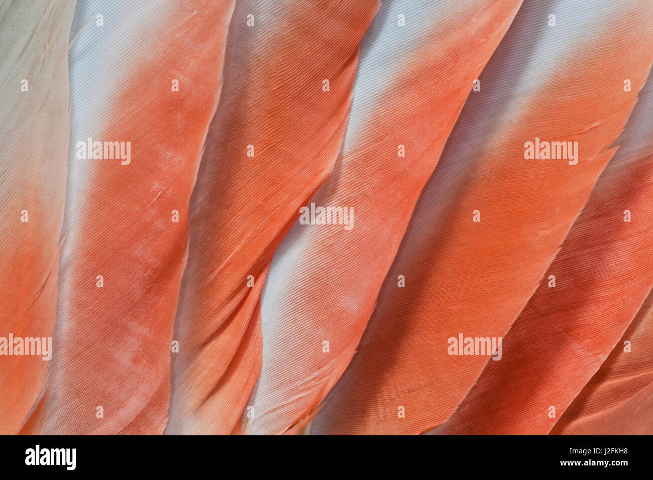 Major Mitchell Cockatoo wing feathers Stock Photo - Alamy