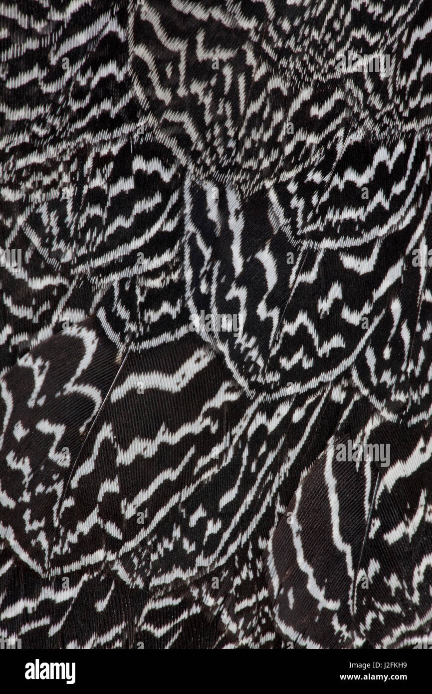 Wing feathers Helmeted Guineafowl Stock Photo - Alamy