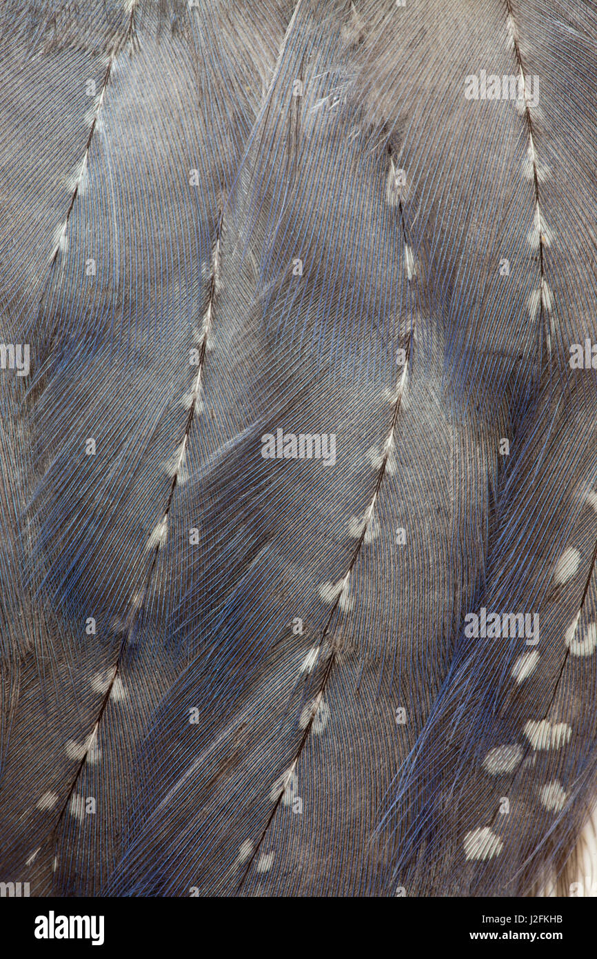Pearl guinea fowl hi-res stock photography and images - Alamy