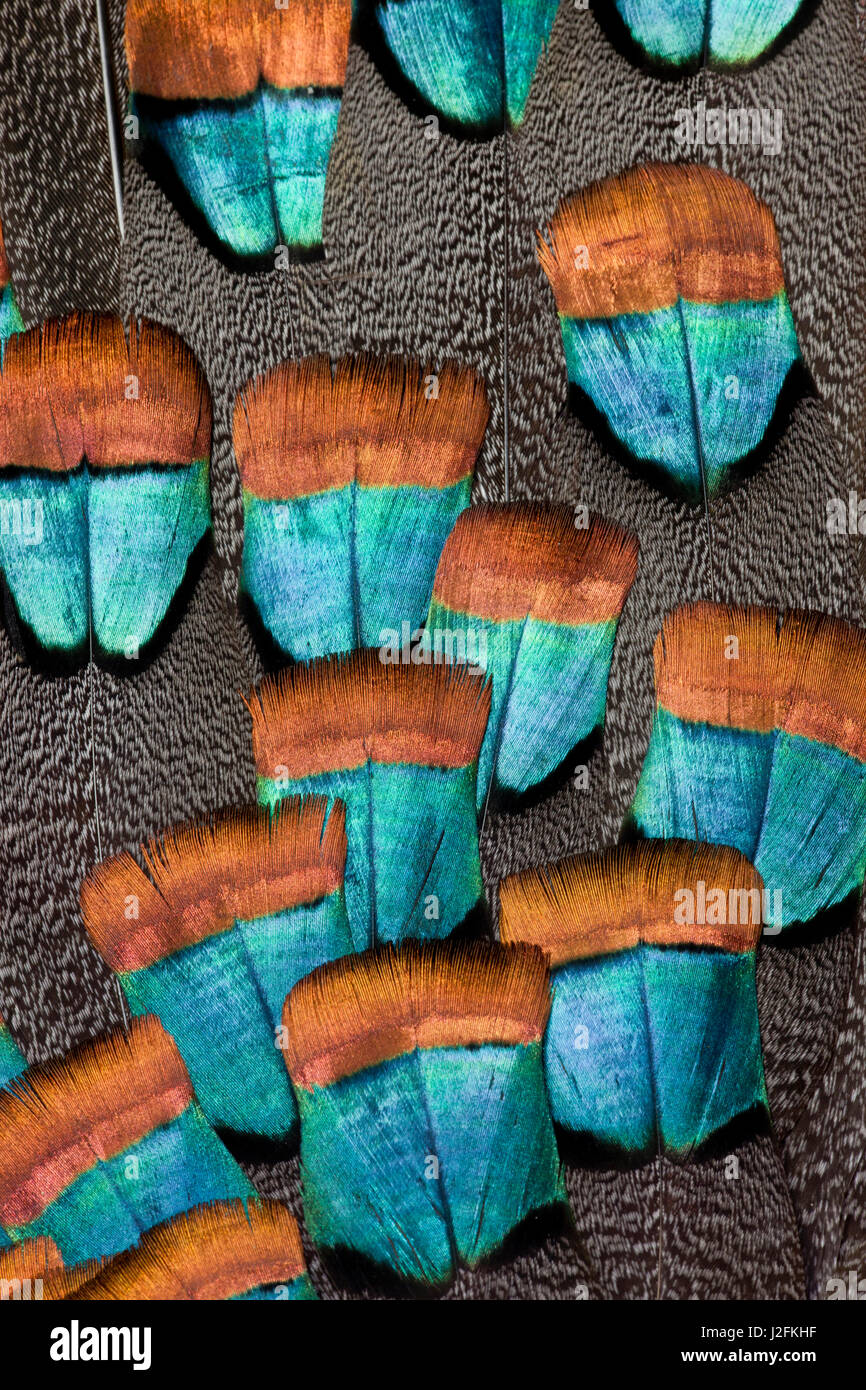 Oscillated Turkey feather pattern Stock Photo - Alamy