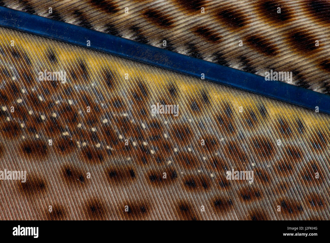 Close-up of Argus Pheasant wing feathers Stock Photo - Alamy