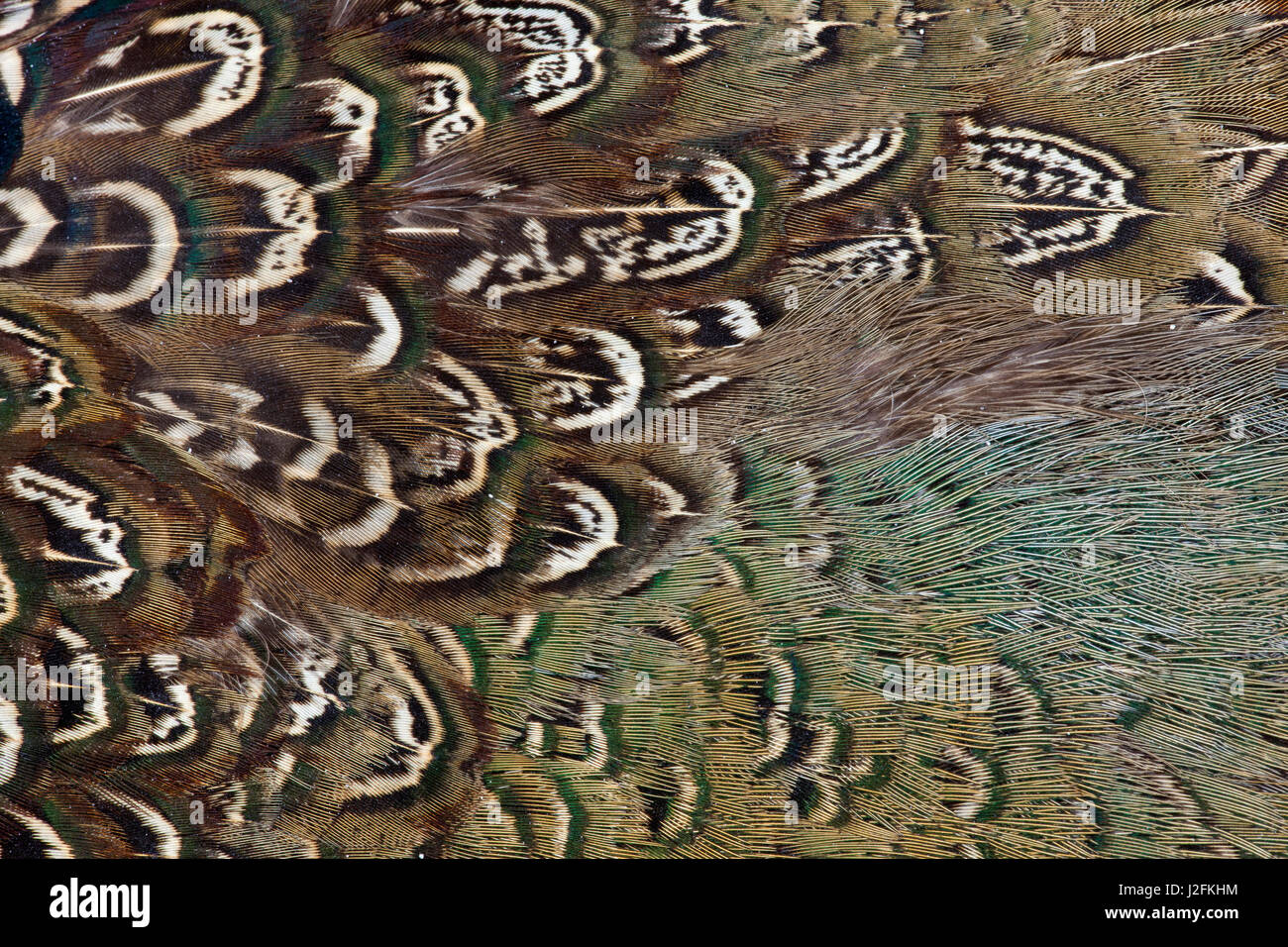 Melanistic Pheasant feather pattern Stock Photo - Alamy