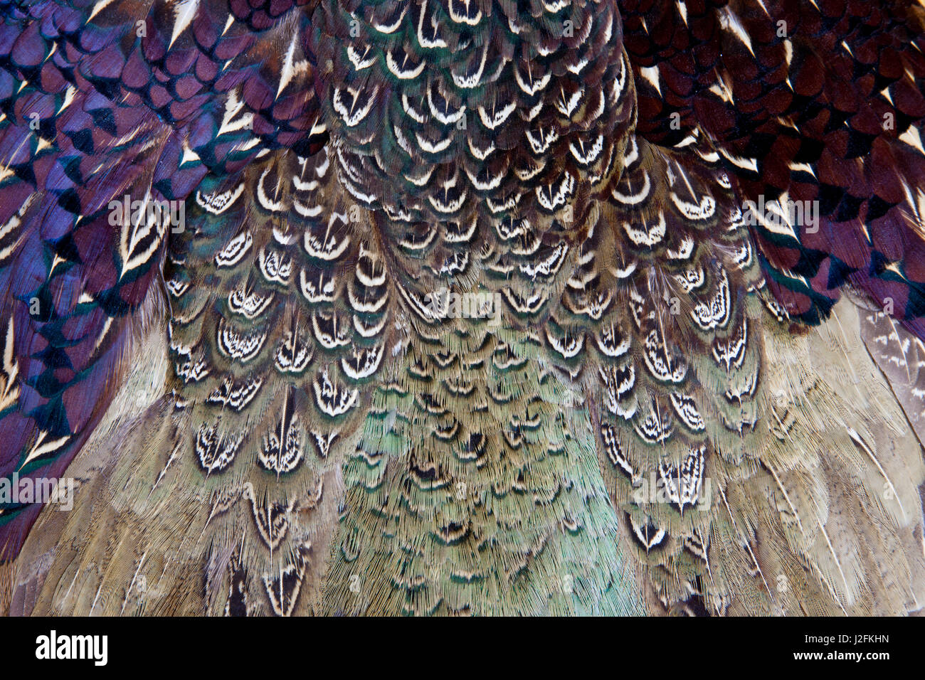Pheasant feather hi-res stock photography and images - Alamy