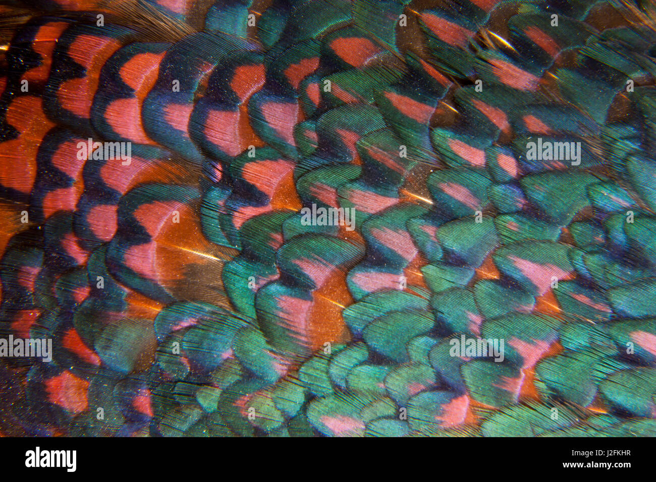 Pheasant feather hi-res stock photography and images - Alamy