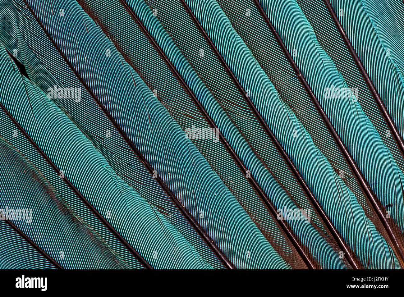 Kingfisher wing feathers Stock Photo - Alamy