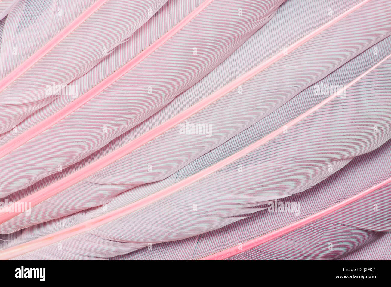 Pink wing feathers of Roseate Spoonbill Stock Photo - Alamy