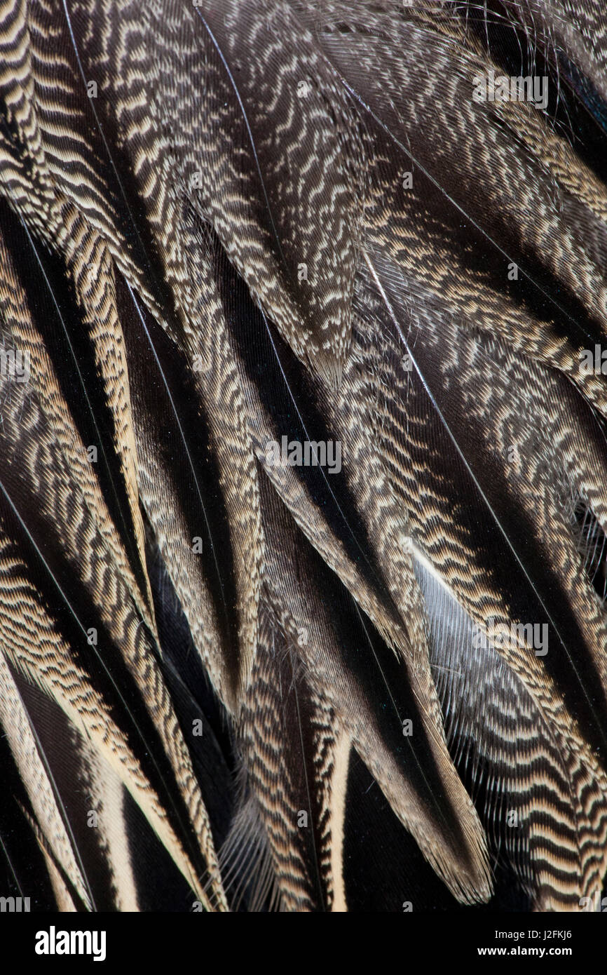Northern Pintail Feather Detail Stock Photo - Alamy