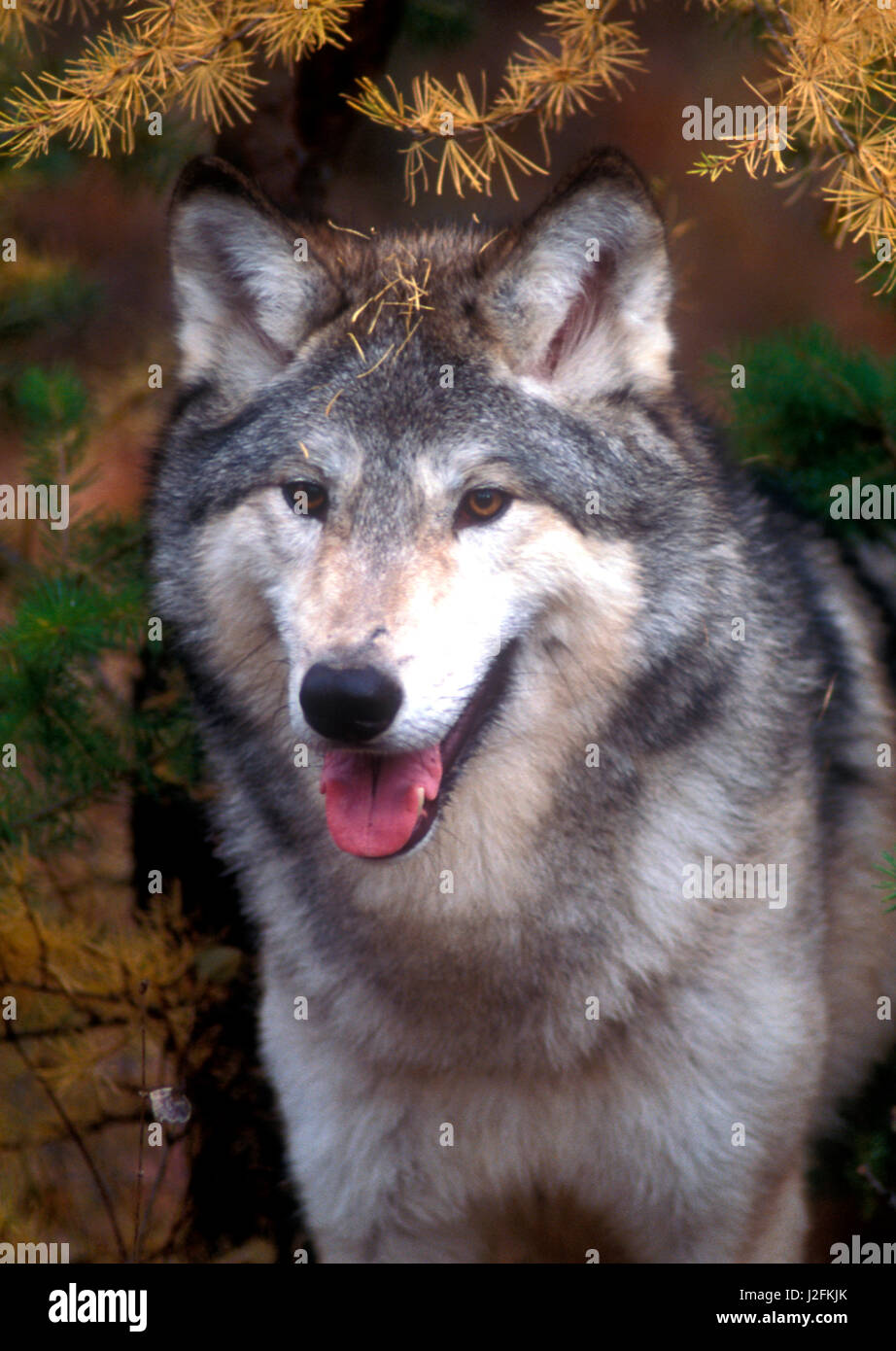 Gray wolf under a tree Stock Photo - Alamy