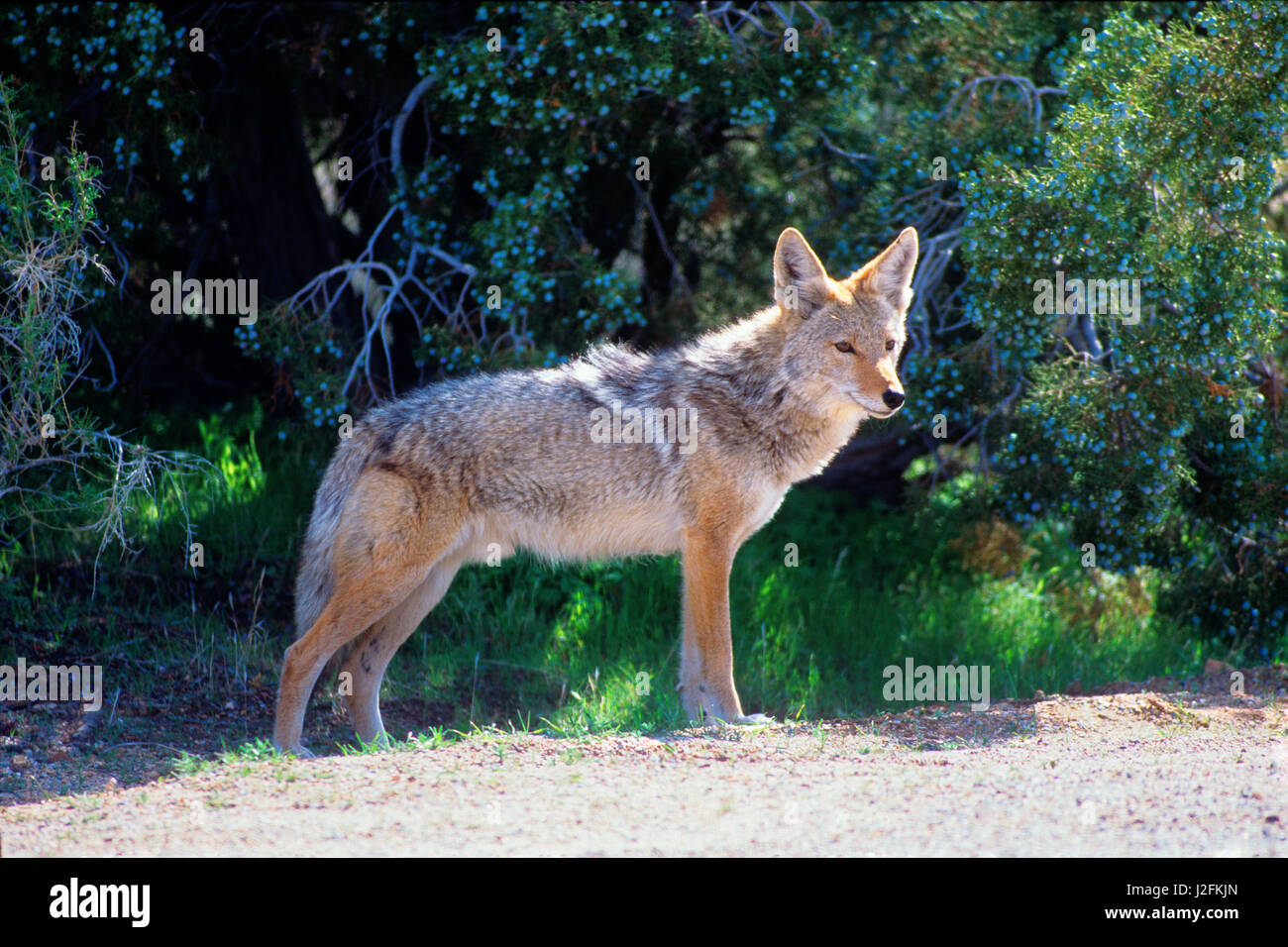 A coyote alongside a road in New Mexico Stock Photo - Alamy