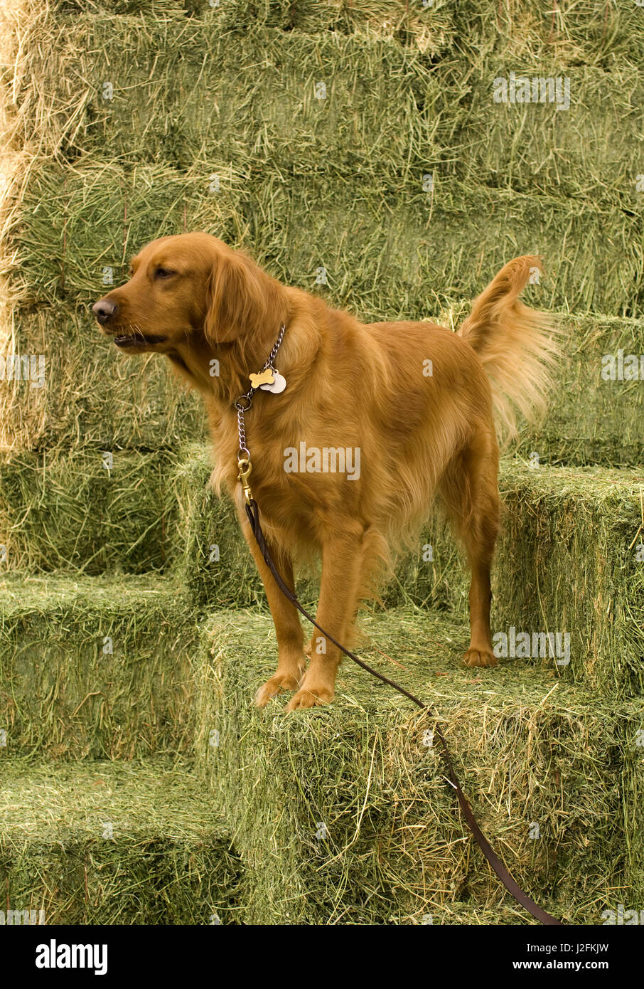 Golden Retriever (Cheyenne) on bales of Alfalfa Stock Photo - Alamy