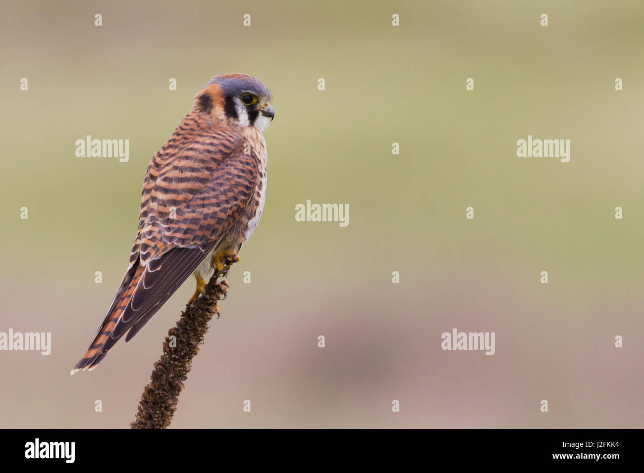 American Kestrel Hawk (female Stock Photo - Alamy
