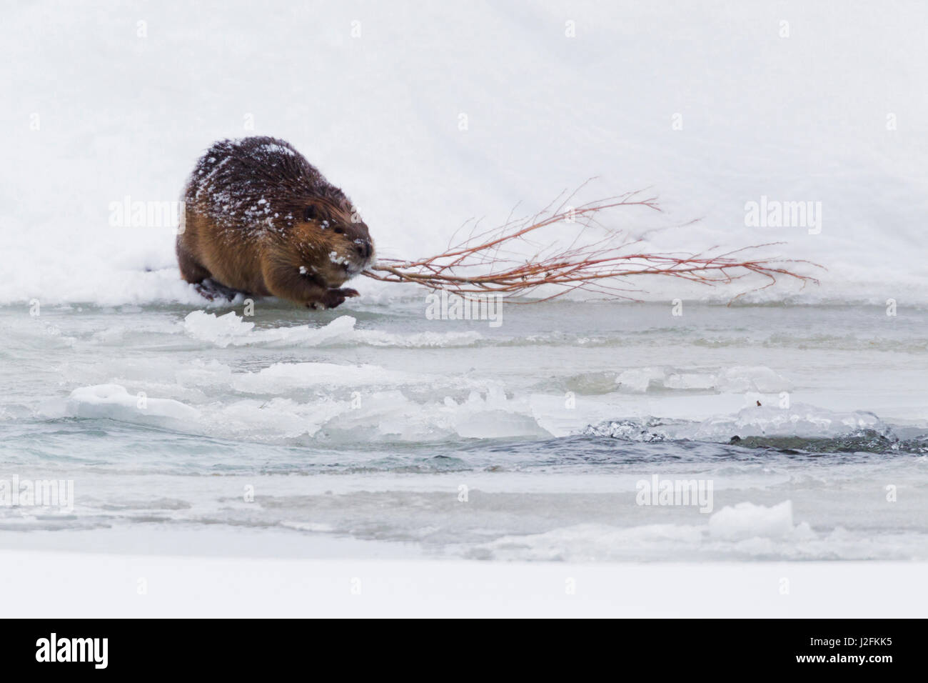 Beaver, gathering food in winter Stock Photo - Alamy