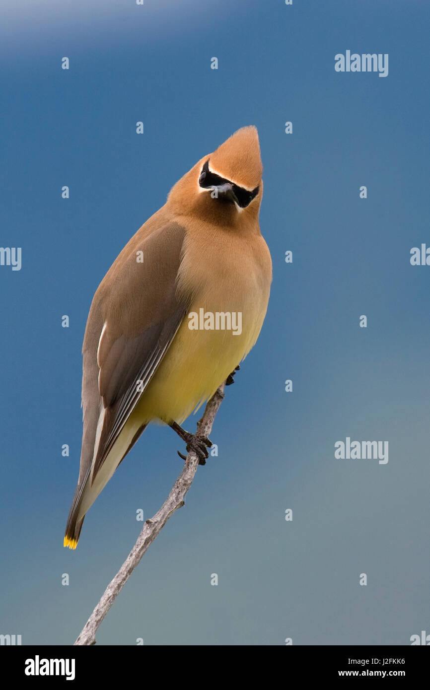 Cedar Waxwing, a curious stare Stock Photo - Alamy