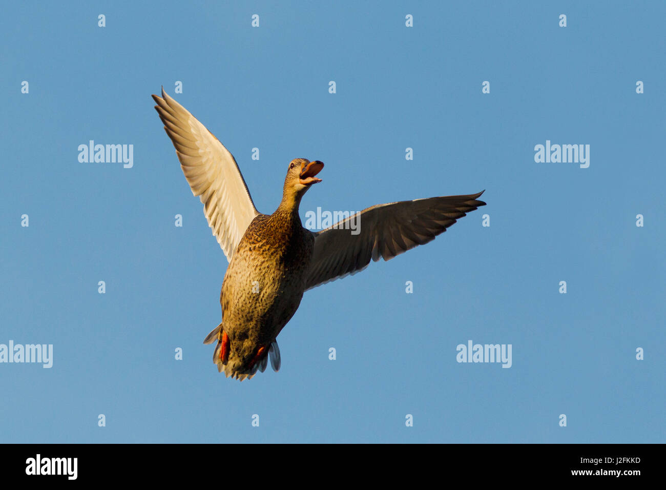 Hen mallard in flight hi-res stock photography and images - Alamy