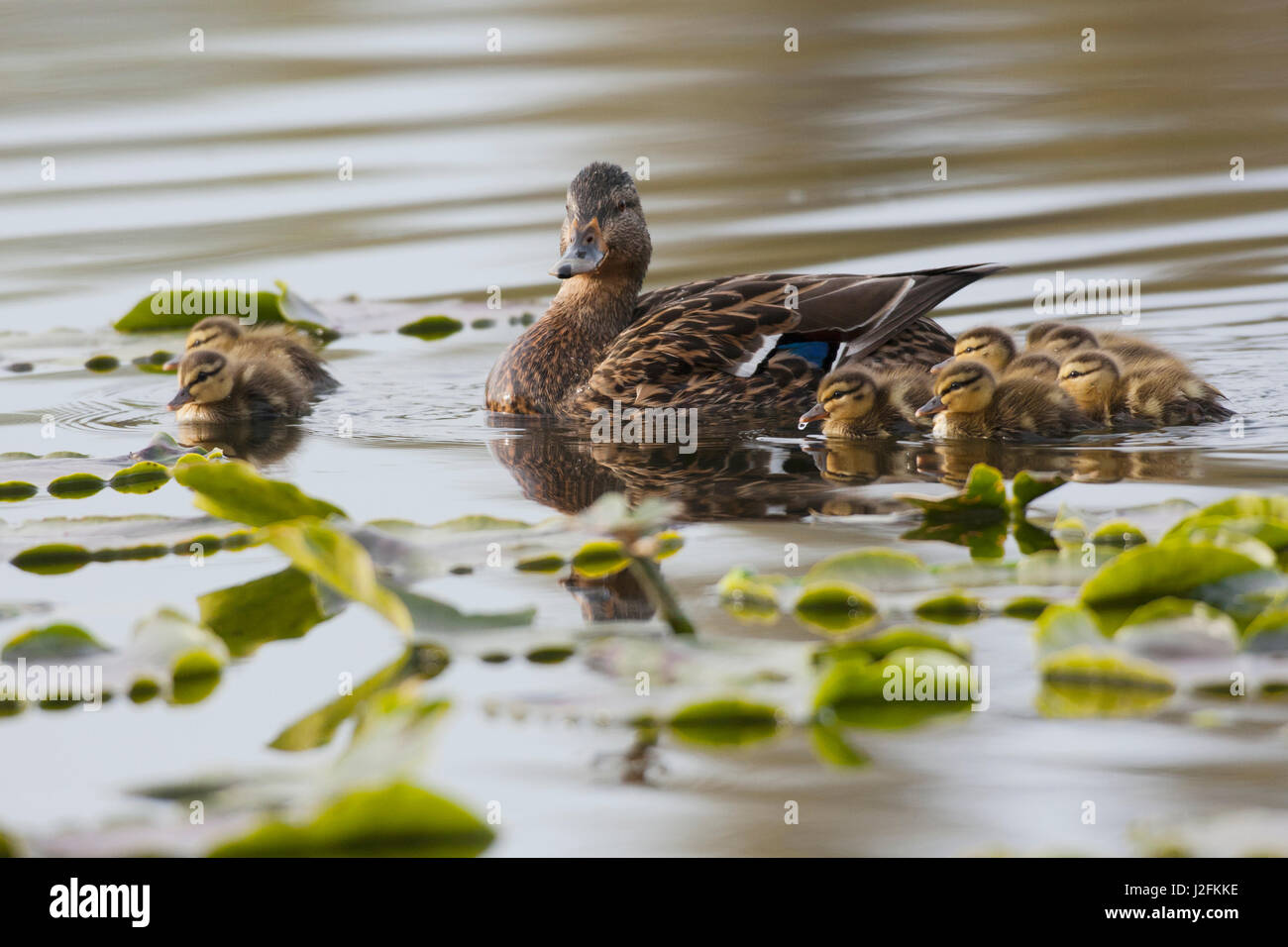 Mallard Hen with Ducklings Stock Photo - Alamy