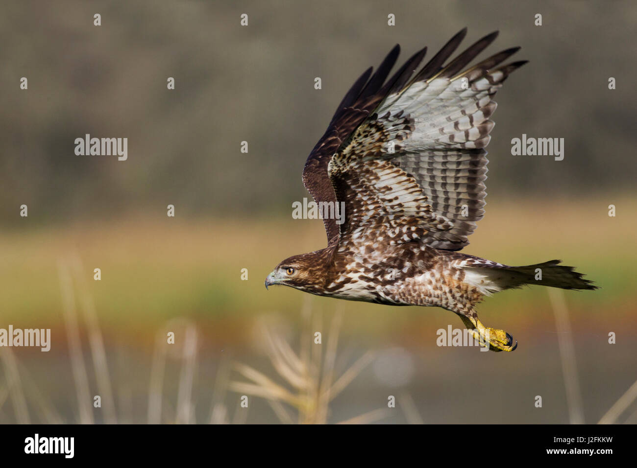 Red tail hawk predator hi-res stock photography and images - Alamy