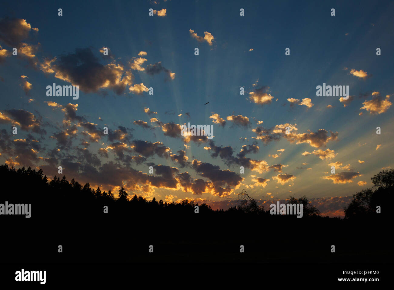 Raptor red red tail hi-res stock photography and images - Alamy