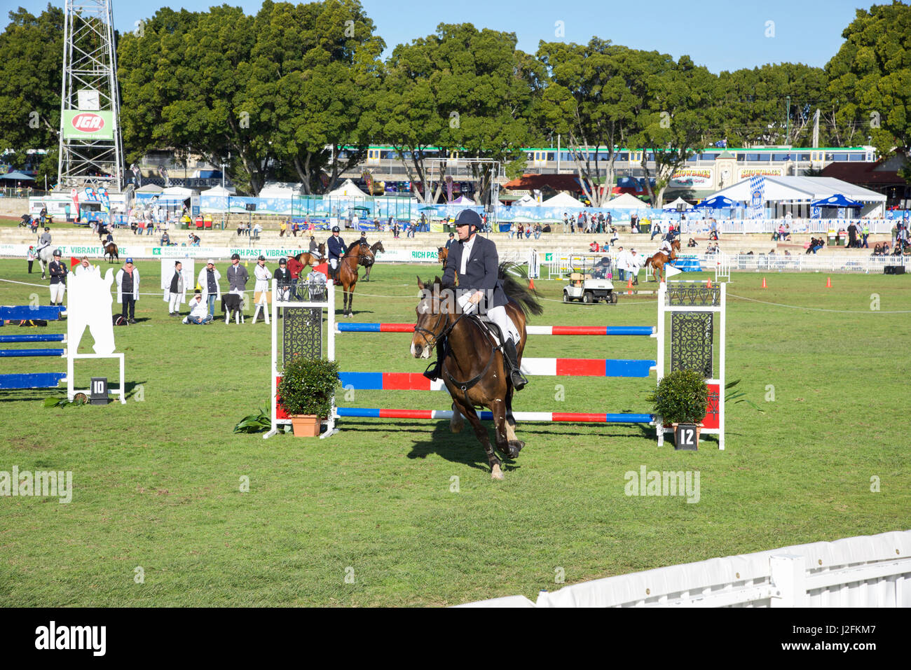 Claremont,WA,Australia-September 25,2016:Chestnut Brown horse with ...