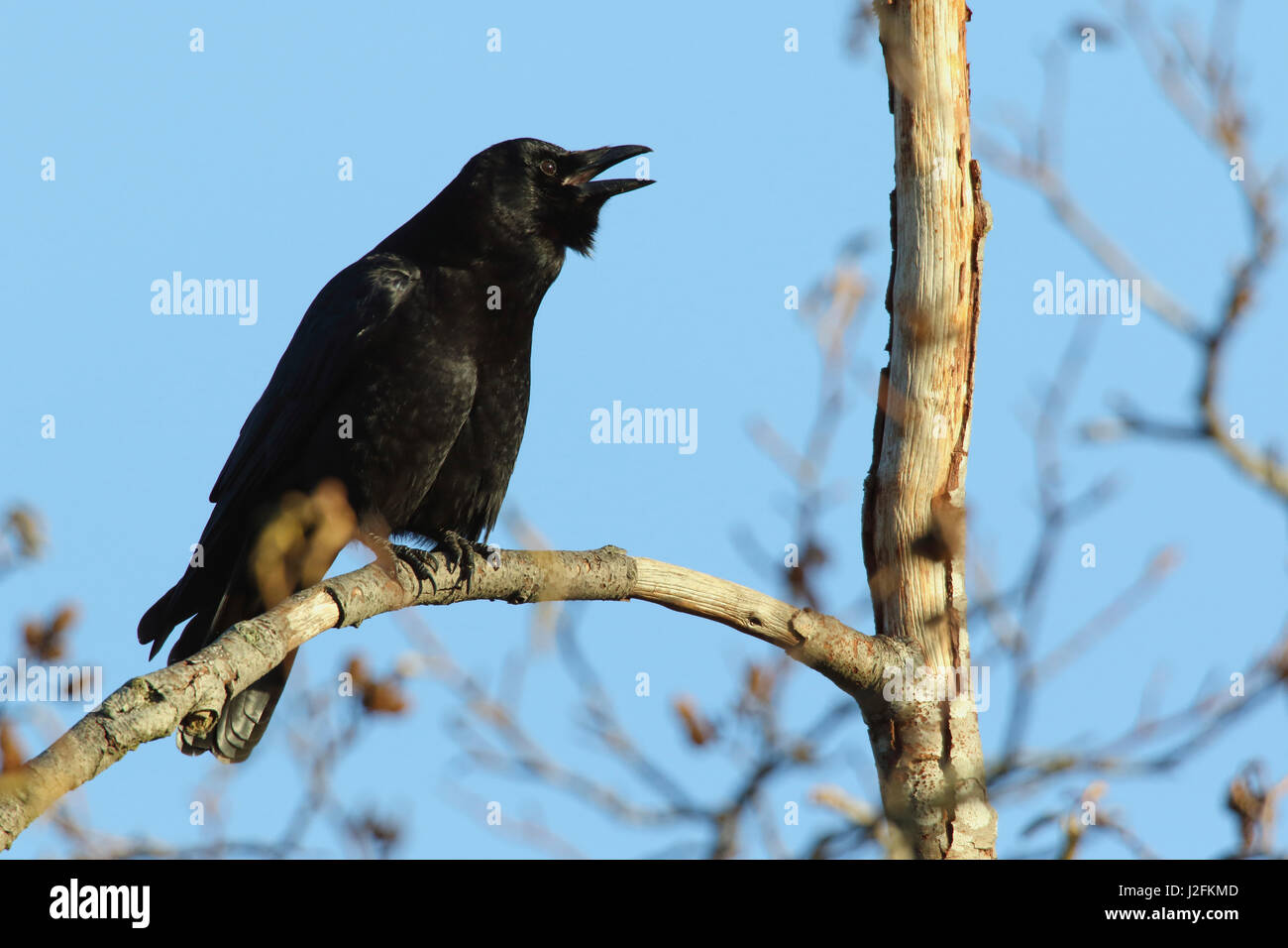 Ken crow hi-res stock photography and images - Alamy