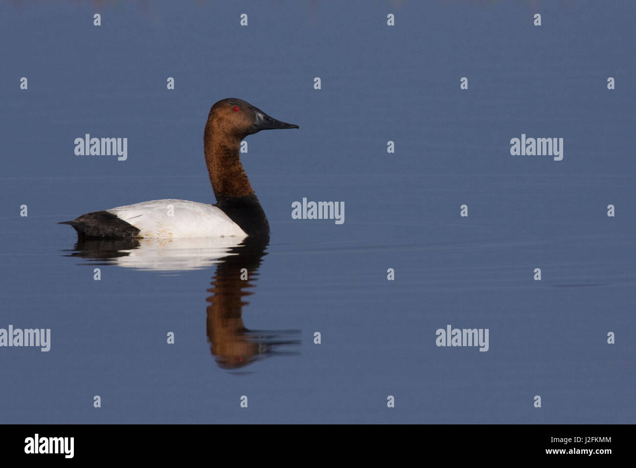 Drake canvasback duck hi-res stock photography and images - Alamy
